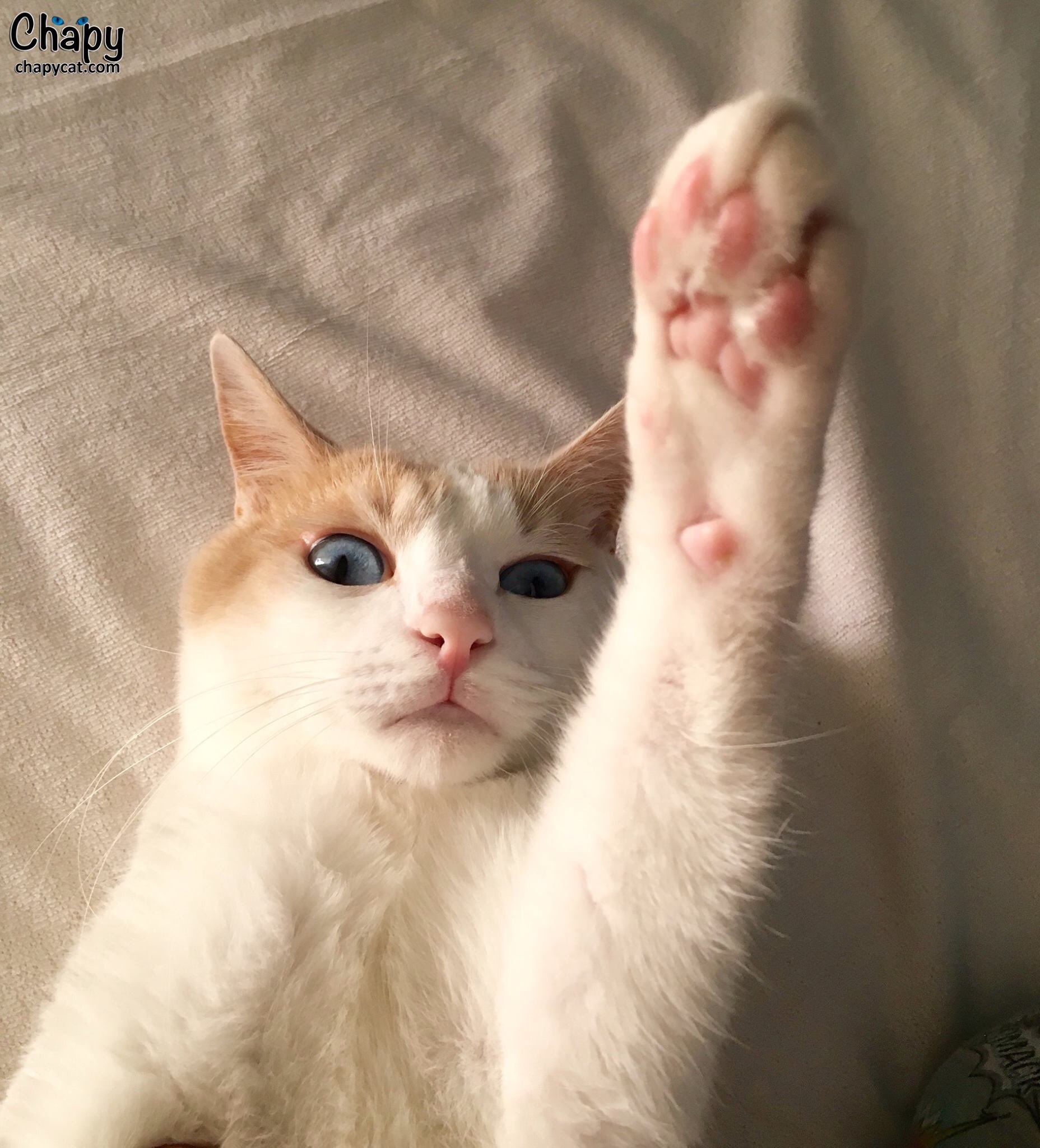 Raise Hand Cat