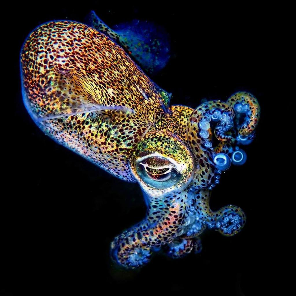 Bioluminescent Cuttlefish