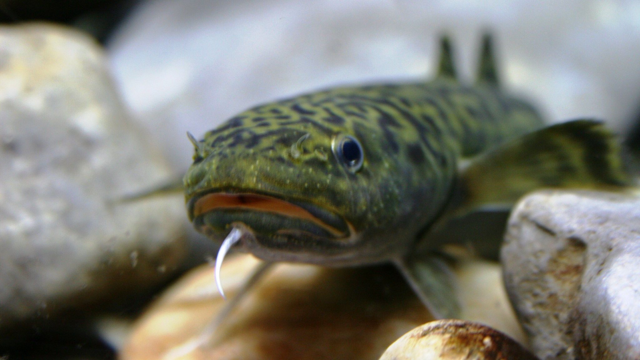 Freshwater Ling Fish