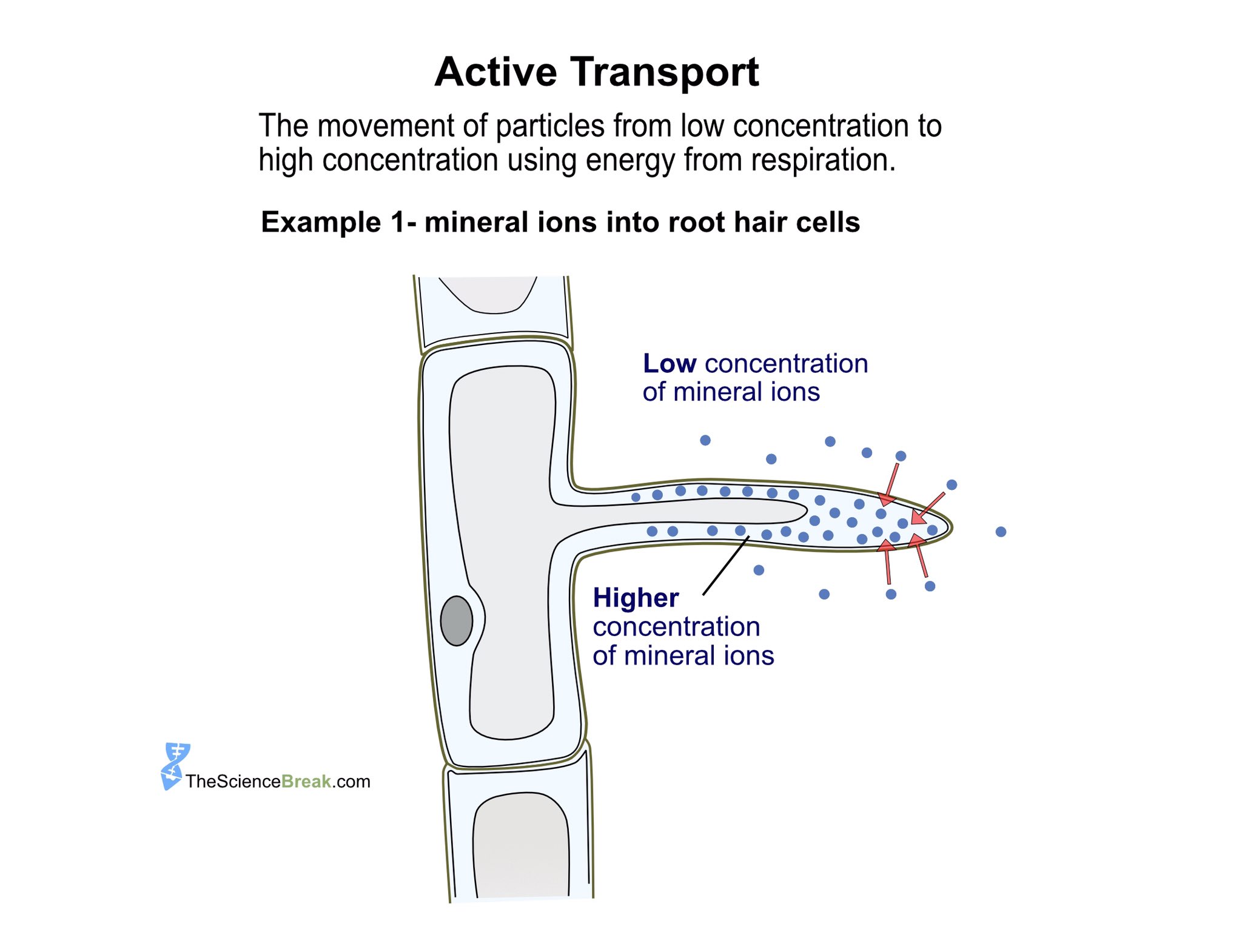 Active Transport In Plants