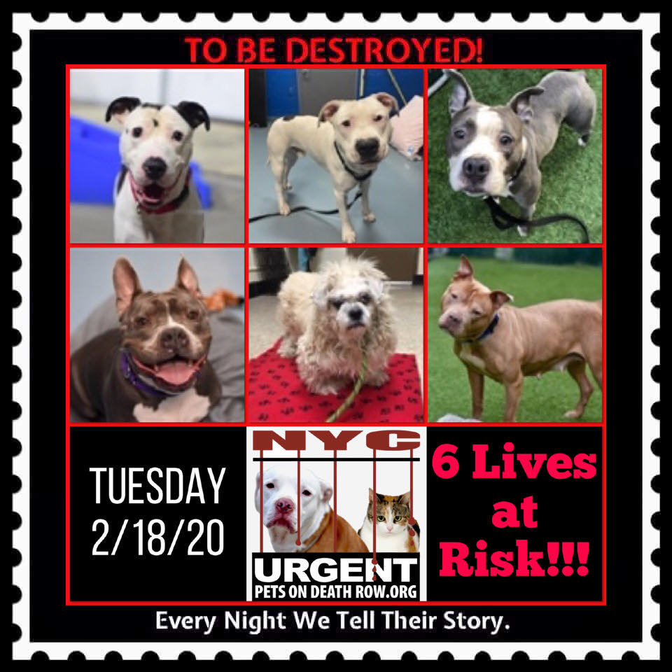 What Are Death Row Dogs