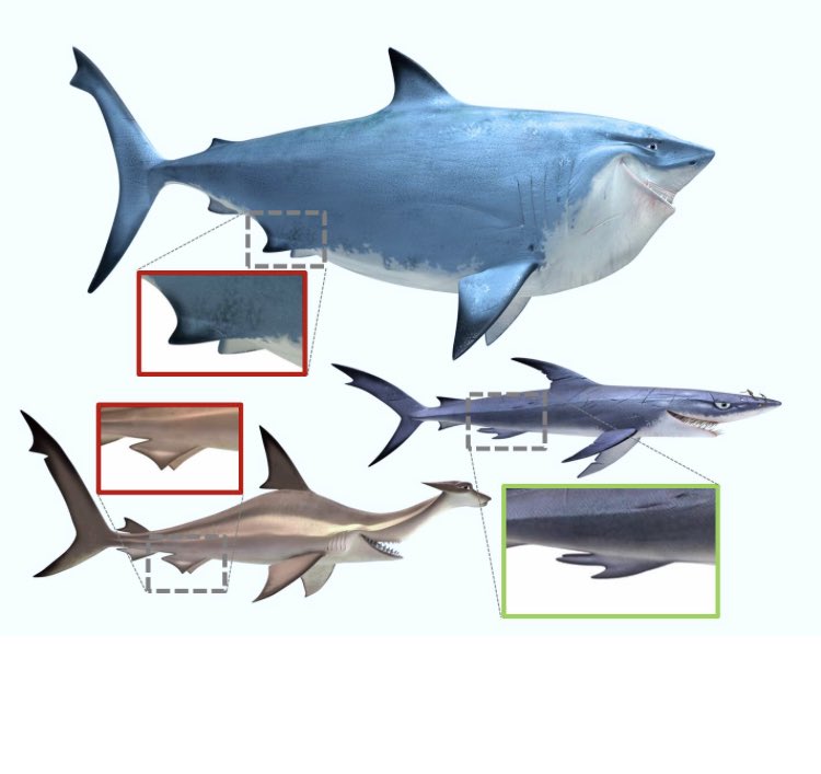 Great White Shark Claspers