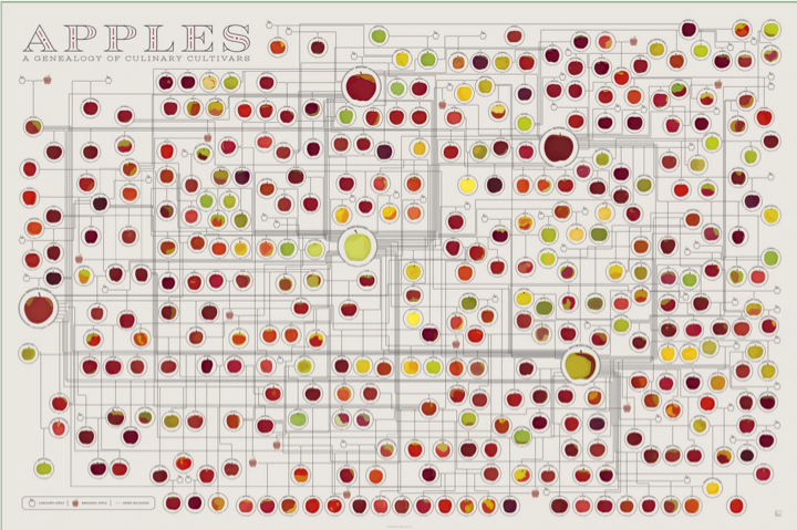 Apple Varieties Poster