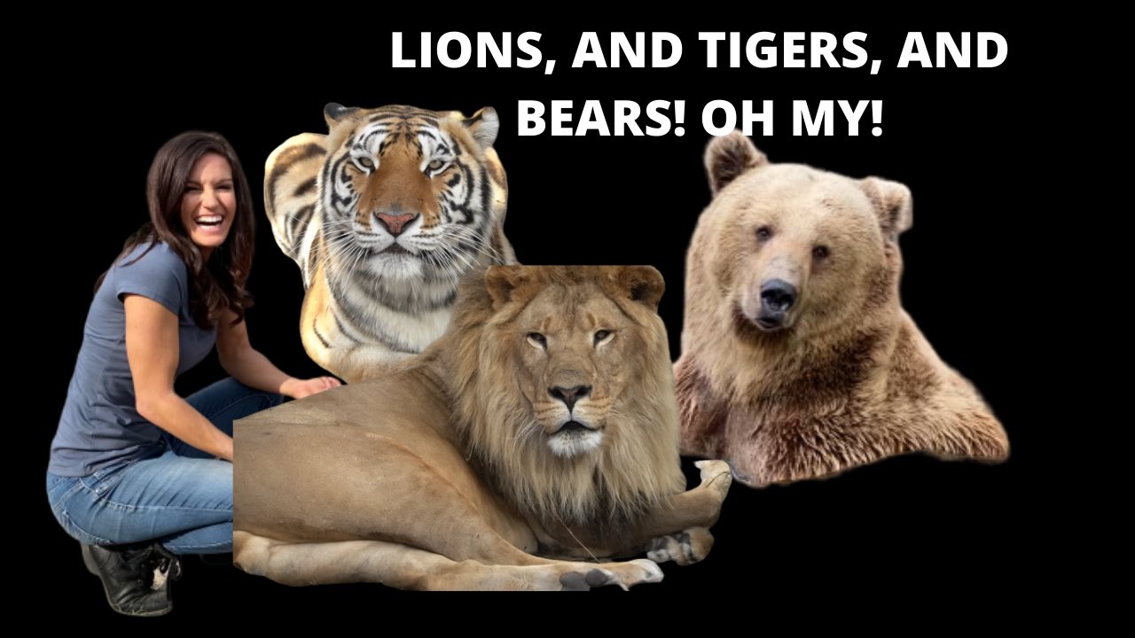 Lions And Tigers And Bears Oh My