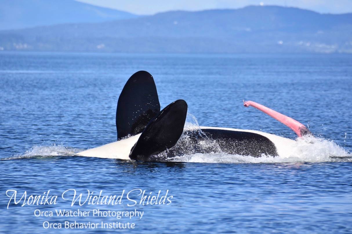 Killer Whale Peins Photo