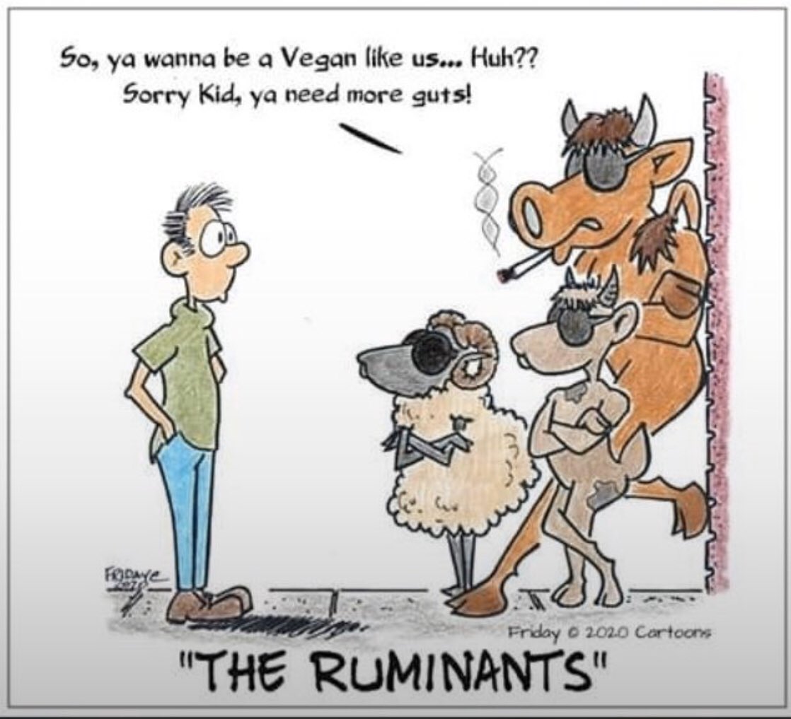 Ruminant Cartoon