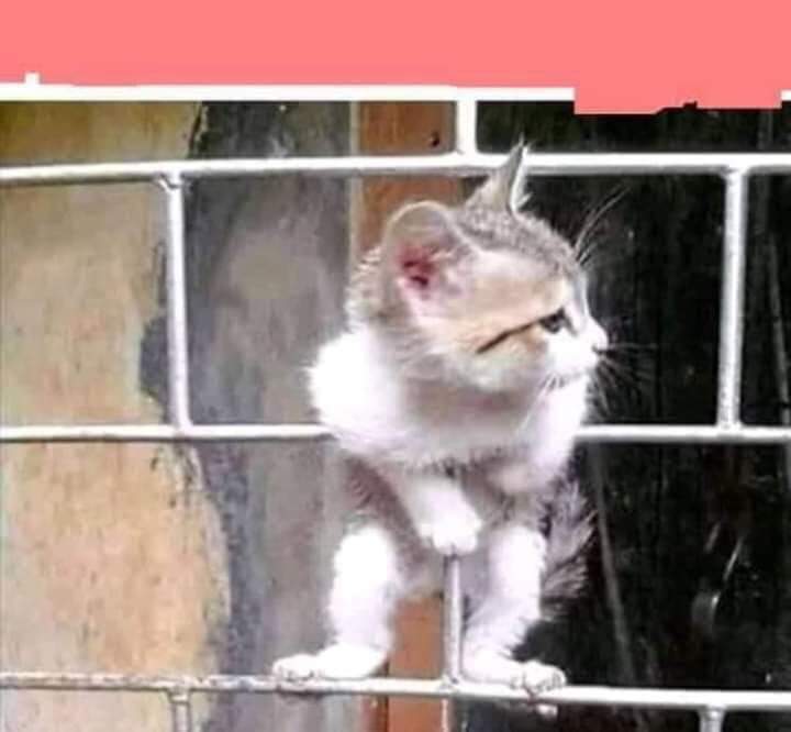 Silas Patrick Dung on Twitter: "Farin Gada…