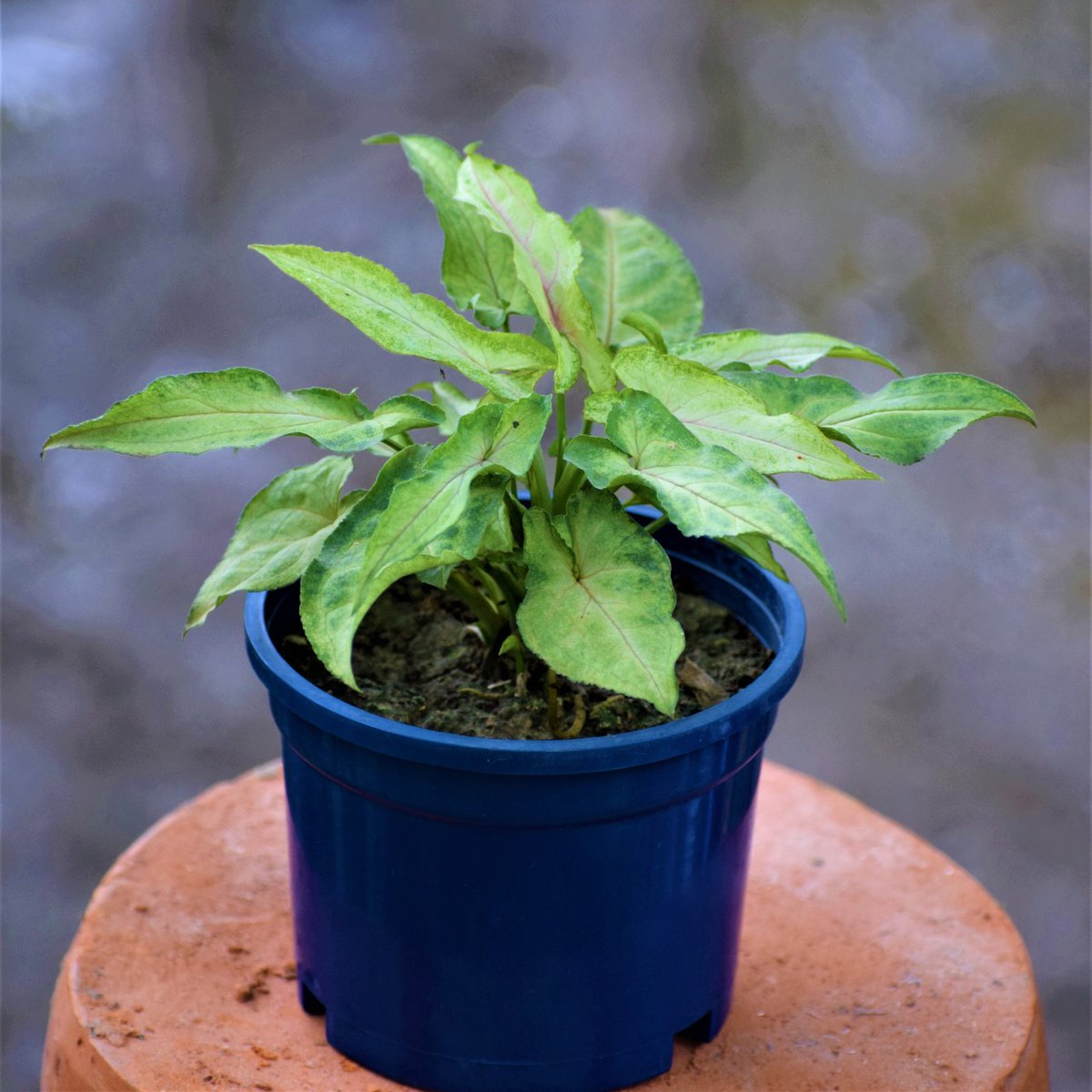 Amar Majumder (@AmarMajumder15) | Twitter