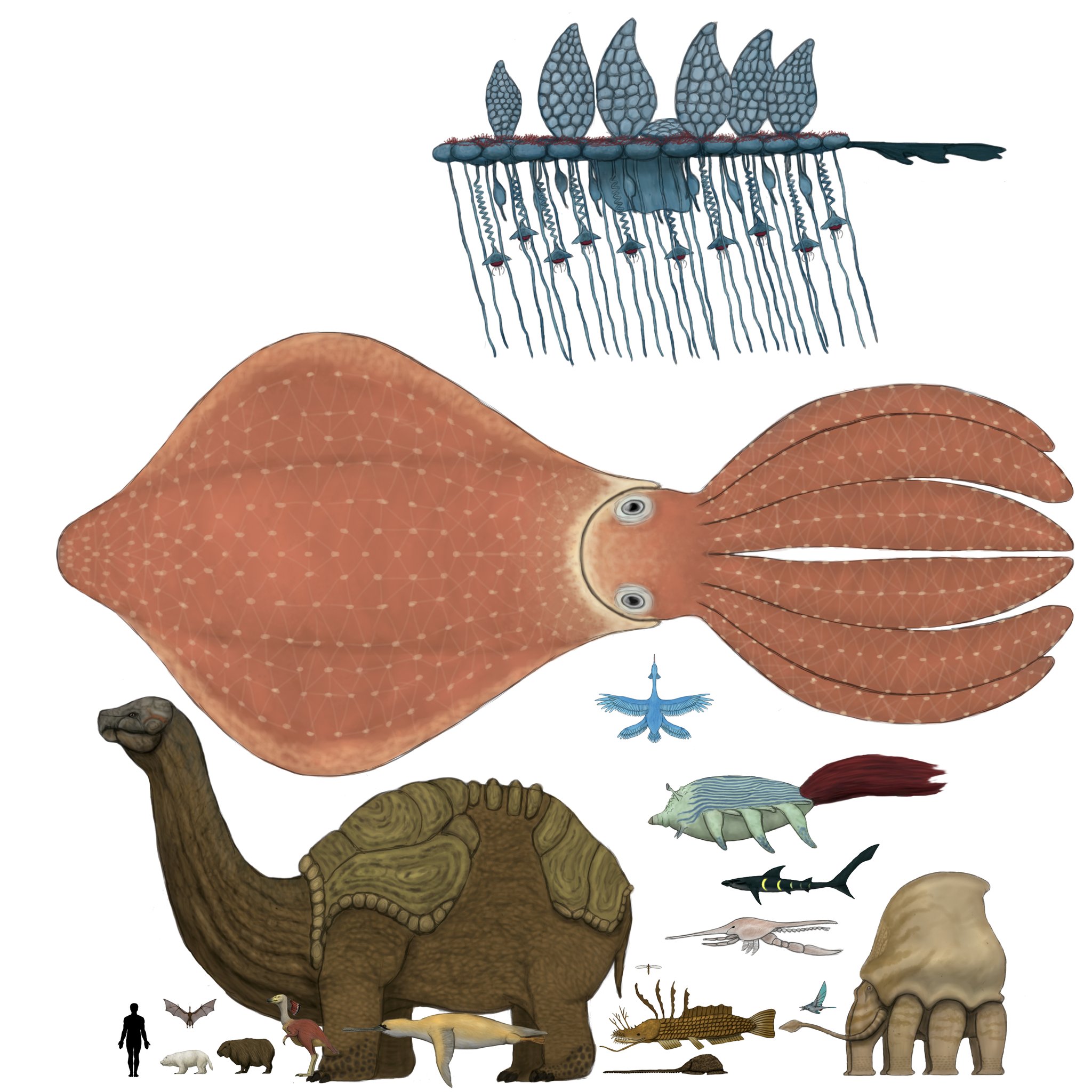 Future Animal Evolution