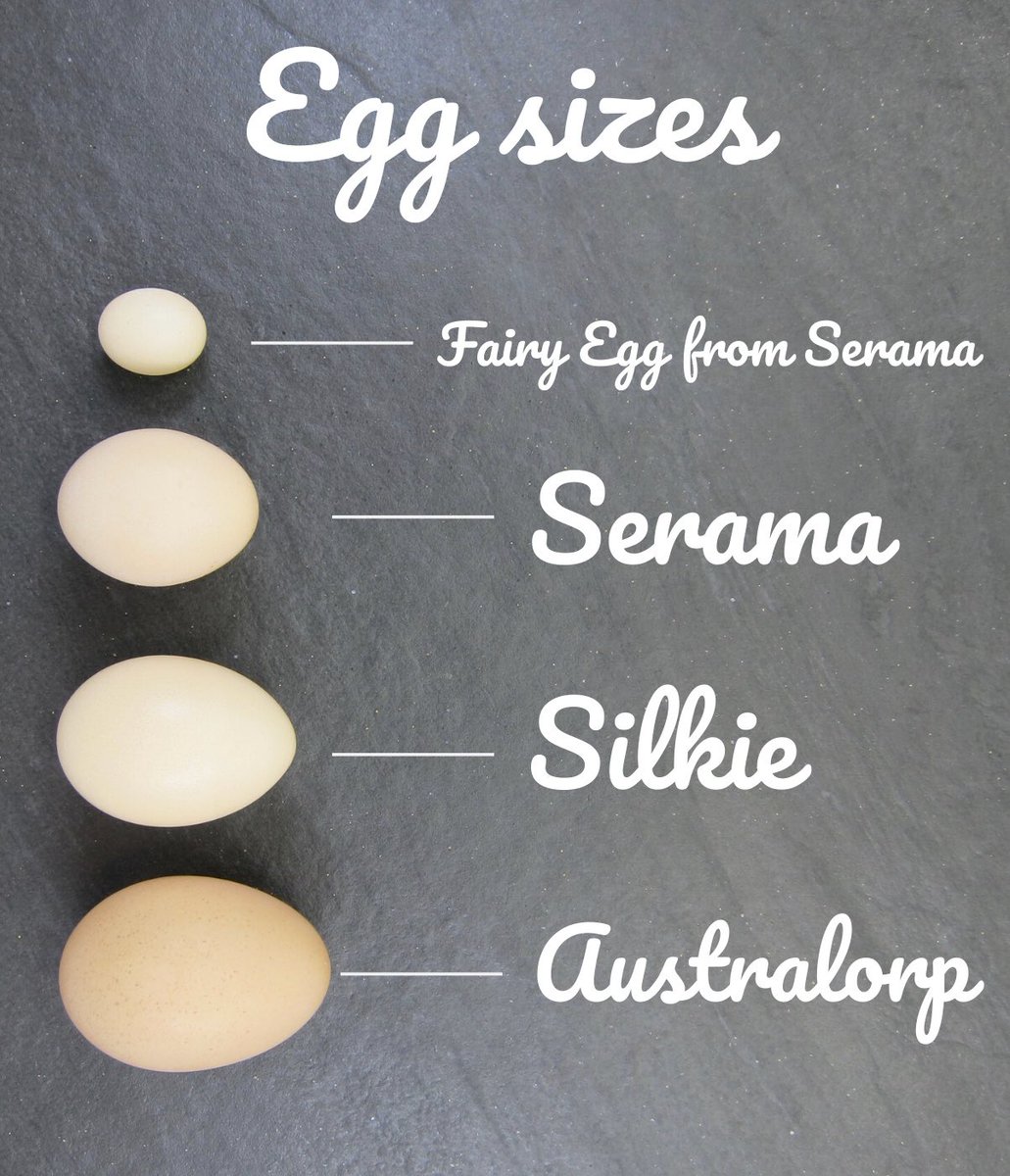 Silkie Chicken Egg Size