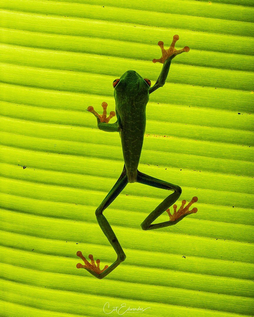 Red Eyed Tree Frog Climbing