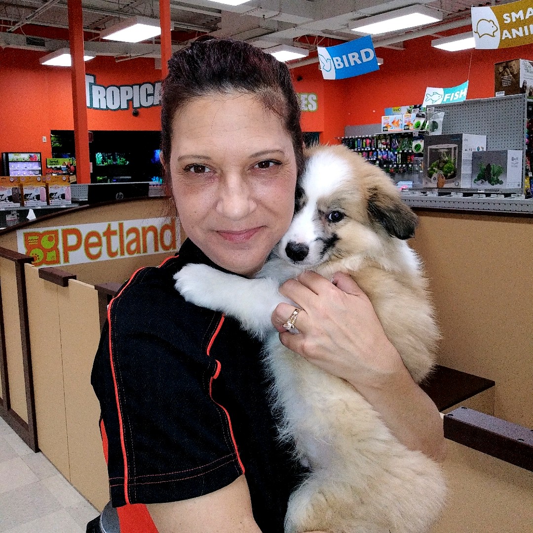 Australian Eskimo Puppies