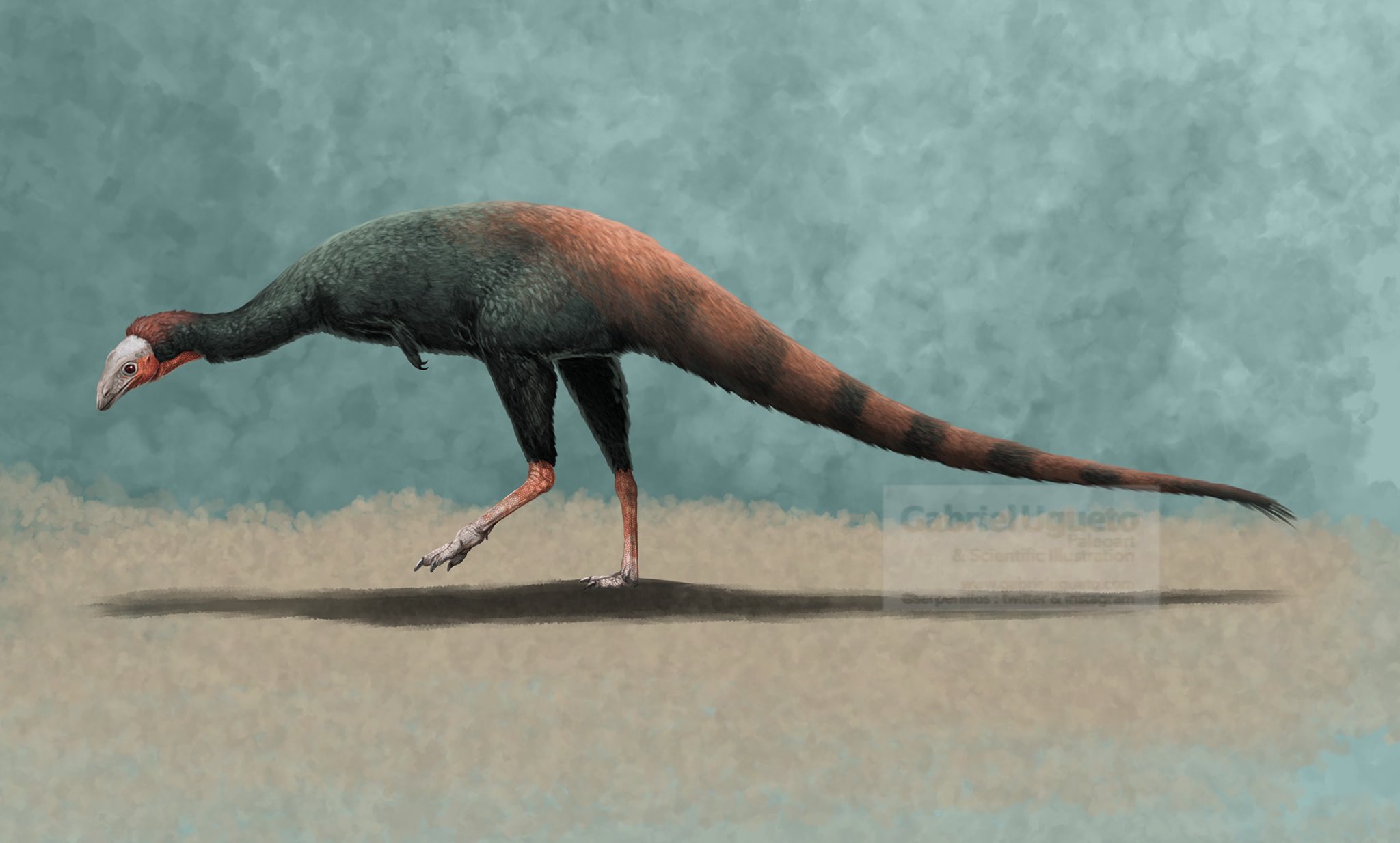 Elaphrosaurus