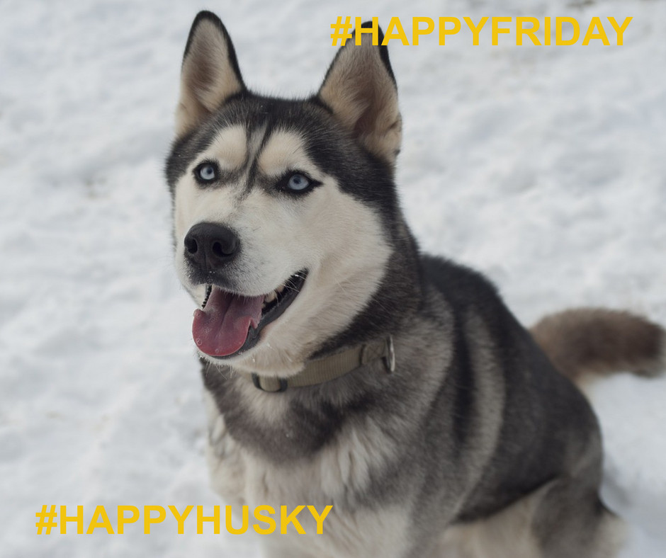 Husky Happy