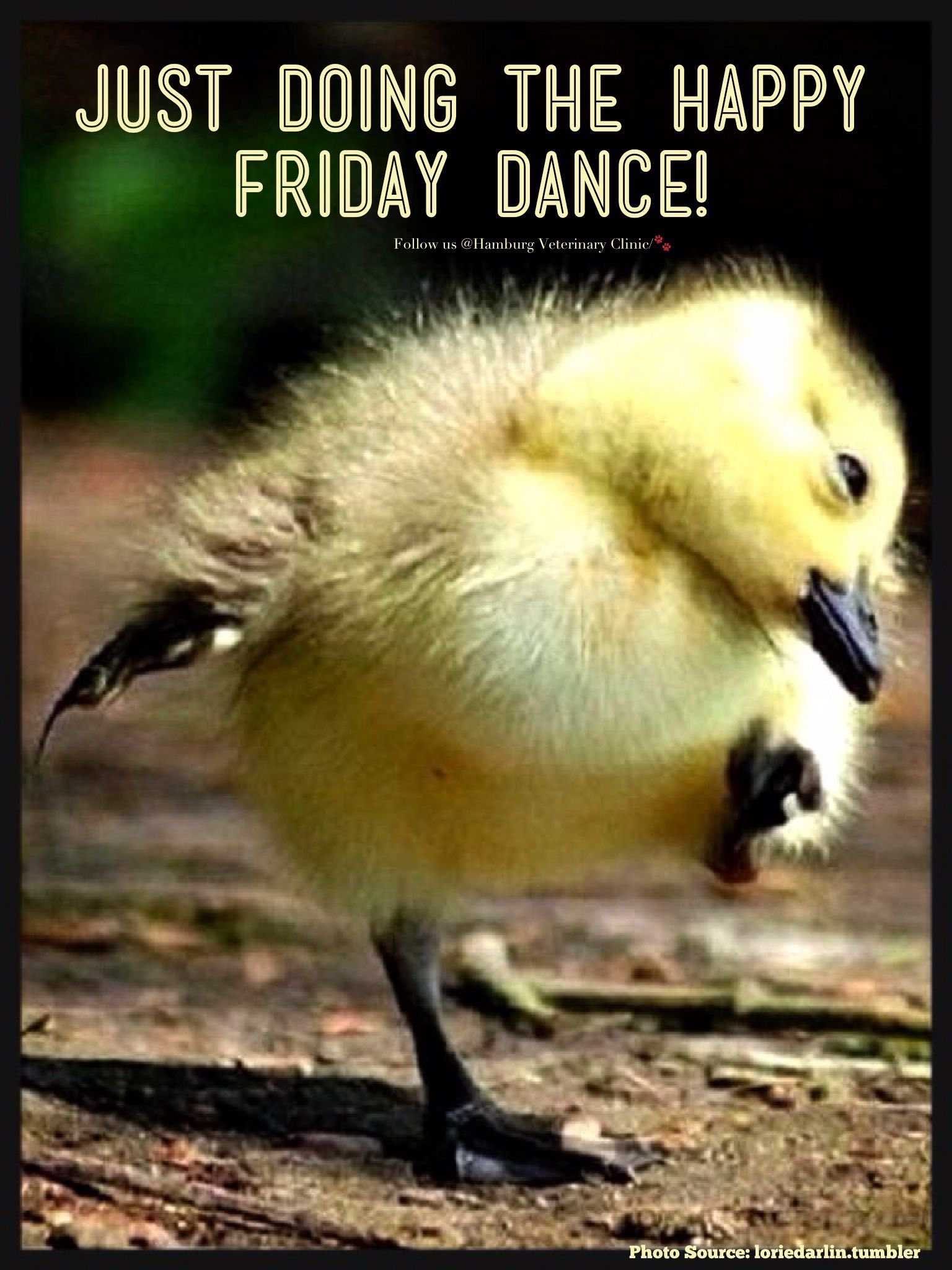 Happy Friday Dance Quotes Friday Dance Dose