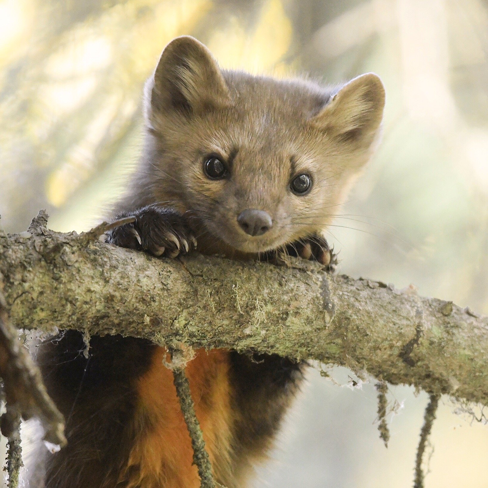 American Pine Marten