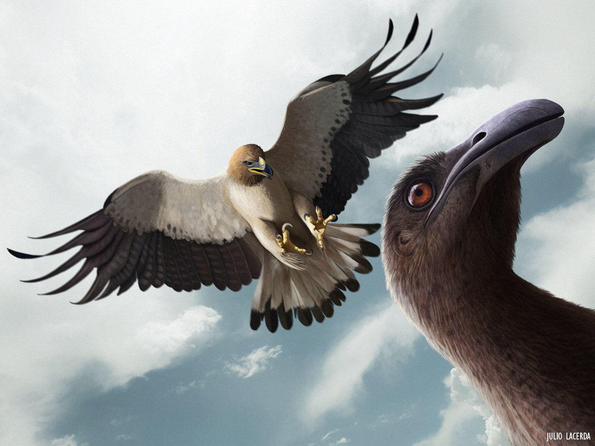 Haast Eagle Size Compared To Human