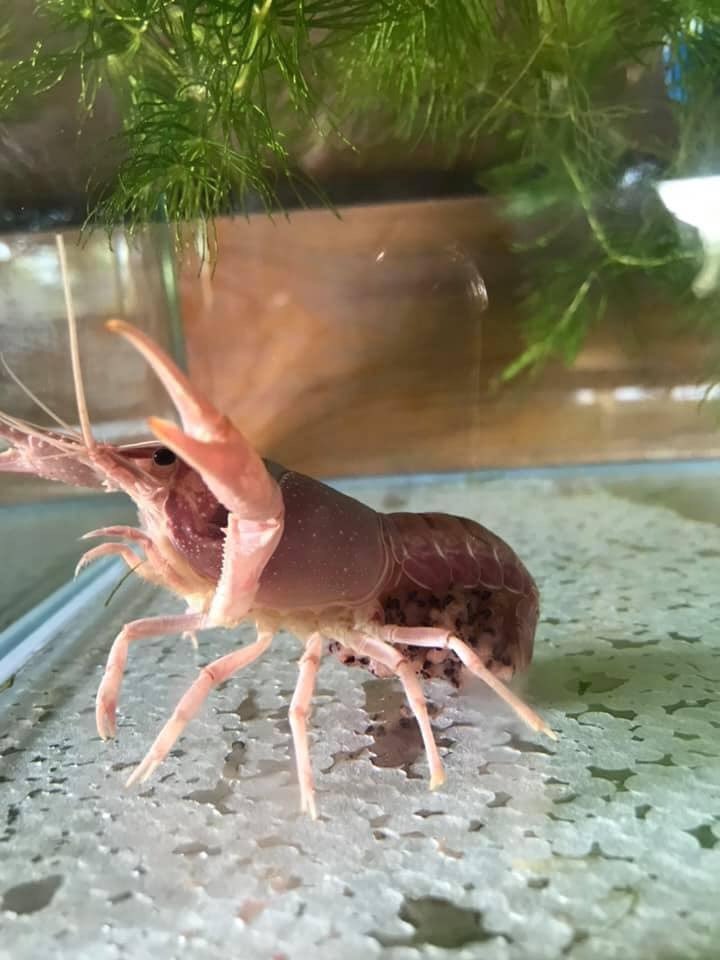 Pink Crayfish