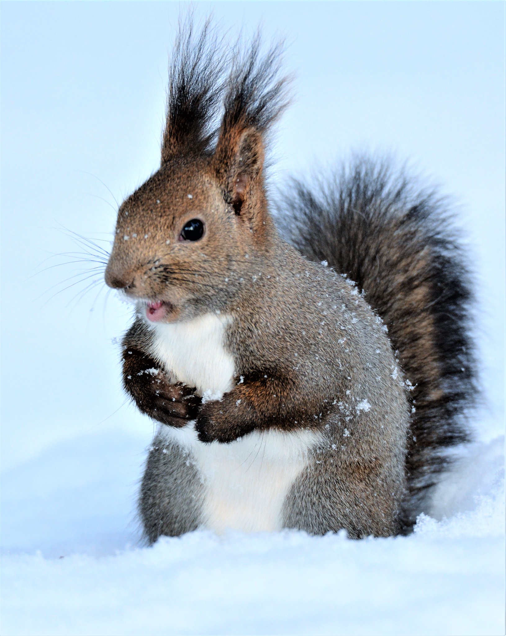 hamanasu on Twitter: "#エゾリス…