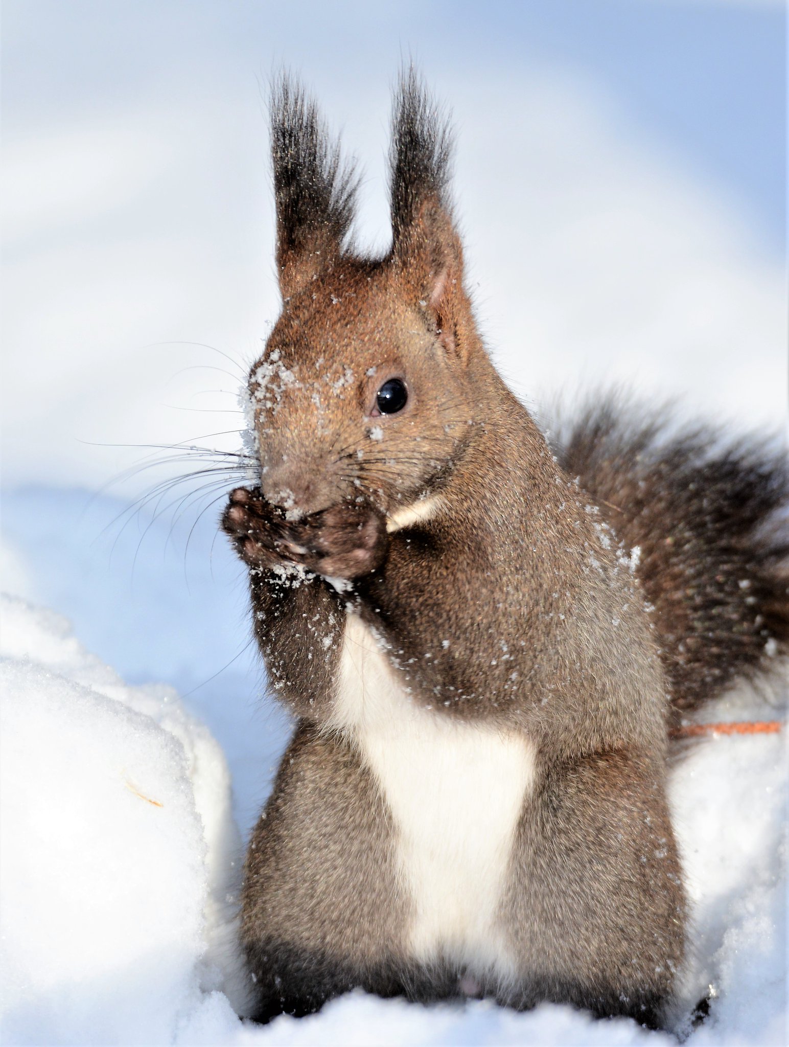 hamanasu on Twitter: "#エゾリス…