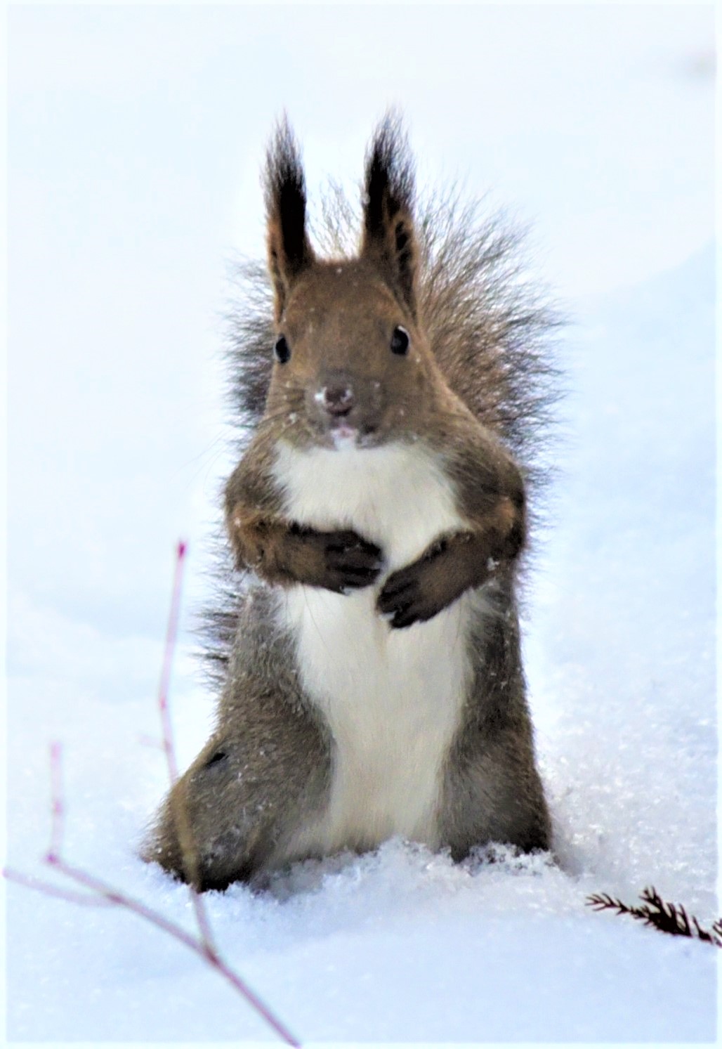 hamanasu on Twitter: "#エゾリス…