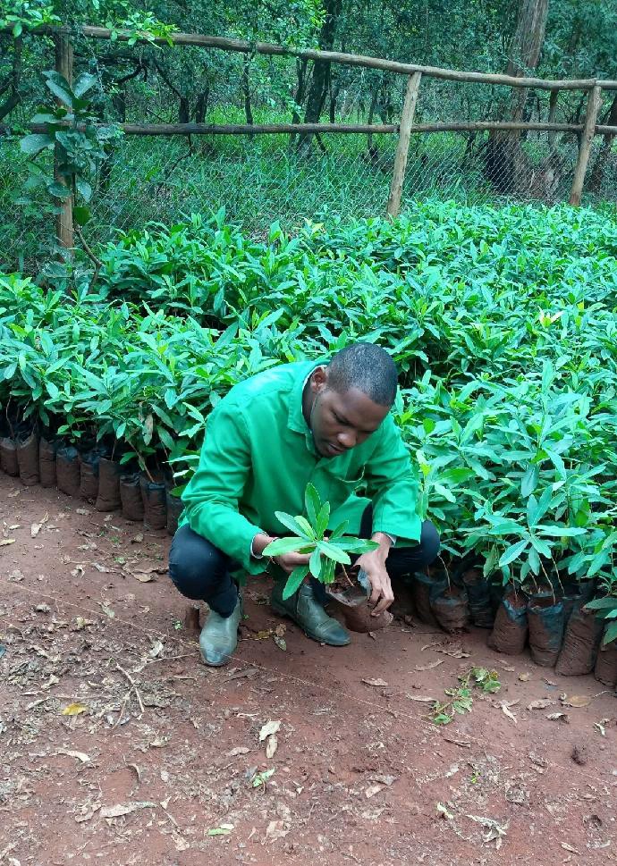 Warburgia Ugandensis