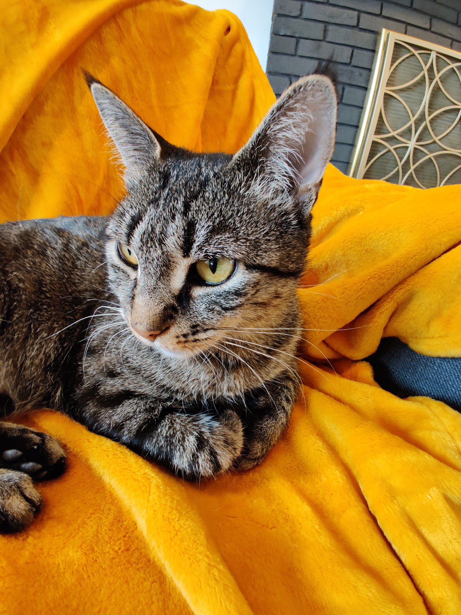 Ozymandias Watchmen Pet Watchmen: HBO Just Debuted Ozymandias In Full