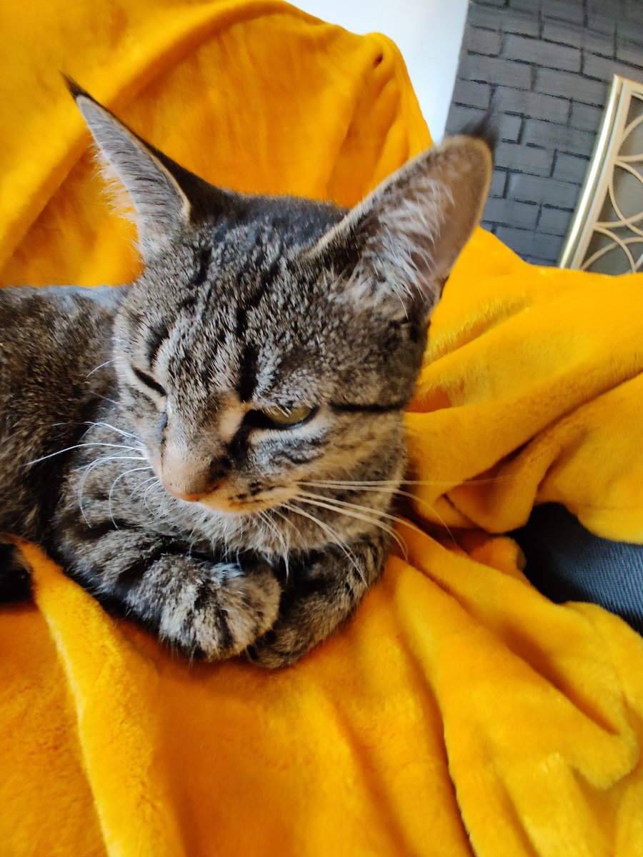 Watchmen Ozymandias Cat