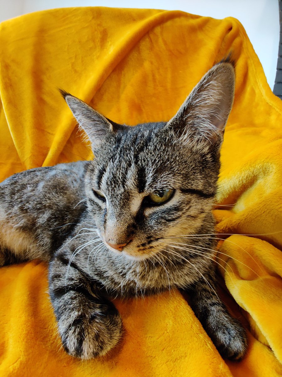 Watchmen Ozymandias Cat