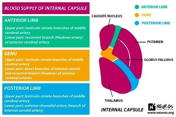 Internal Capsule