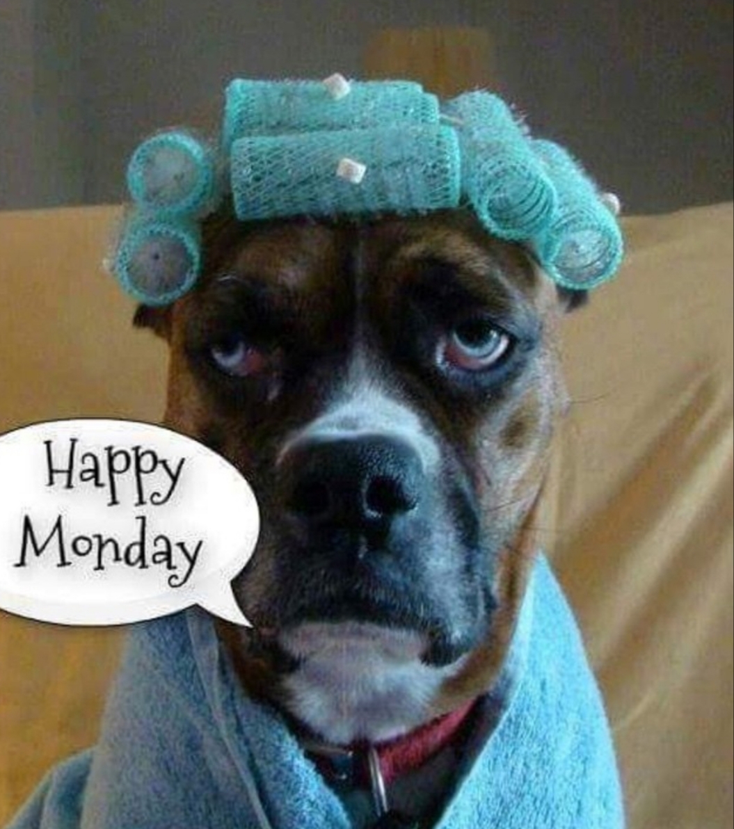 Happy Monday Funny Animals