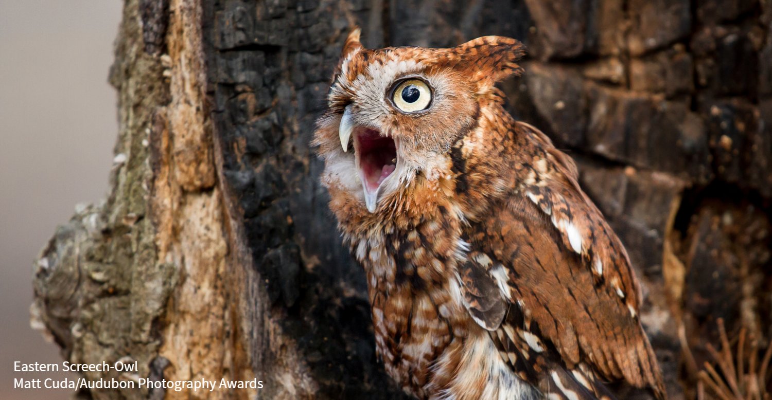 Eastern Screech Owl Camouflage