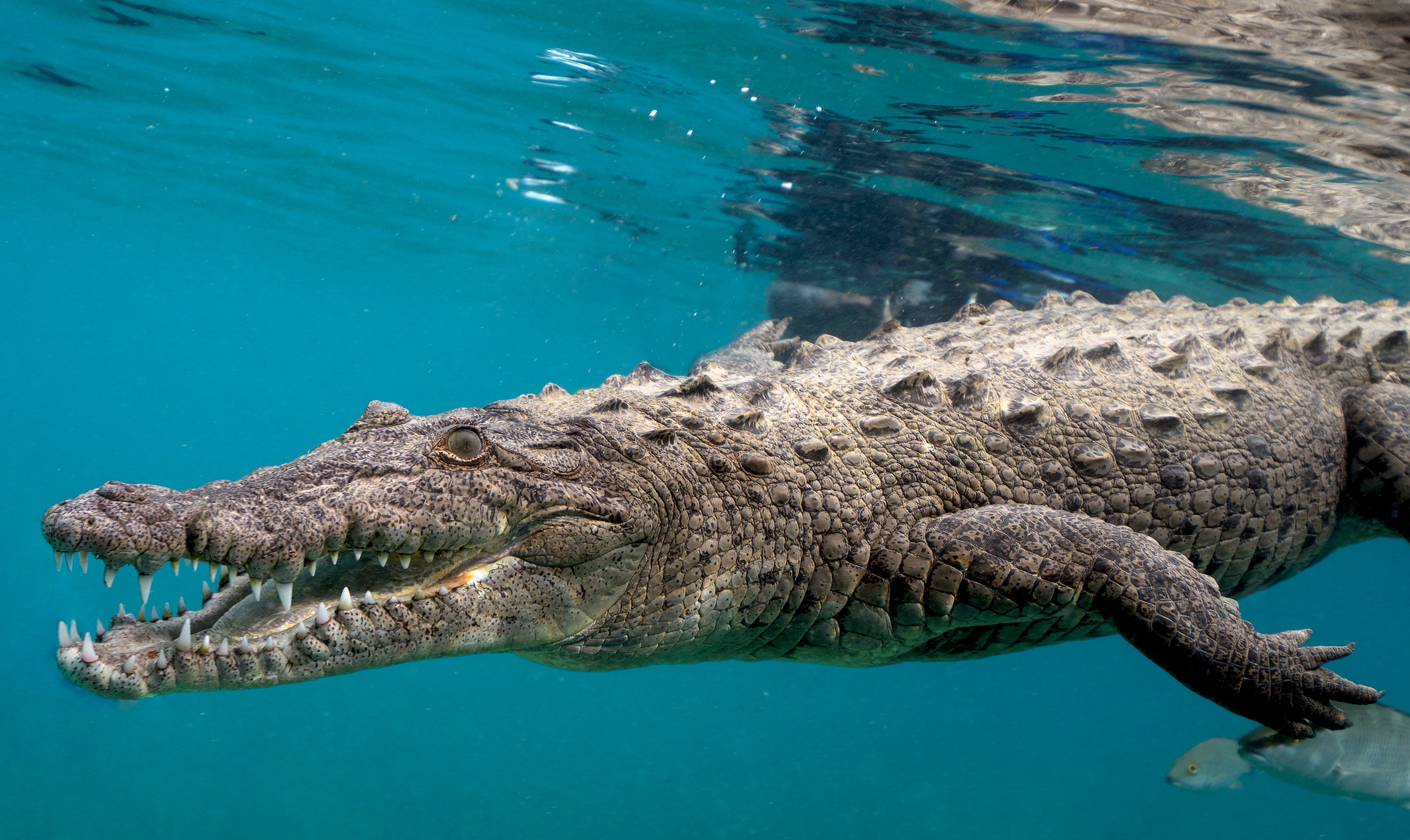 30 Ft Crocodile