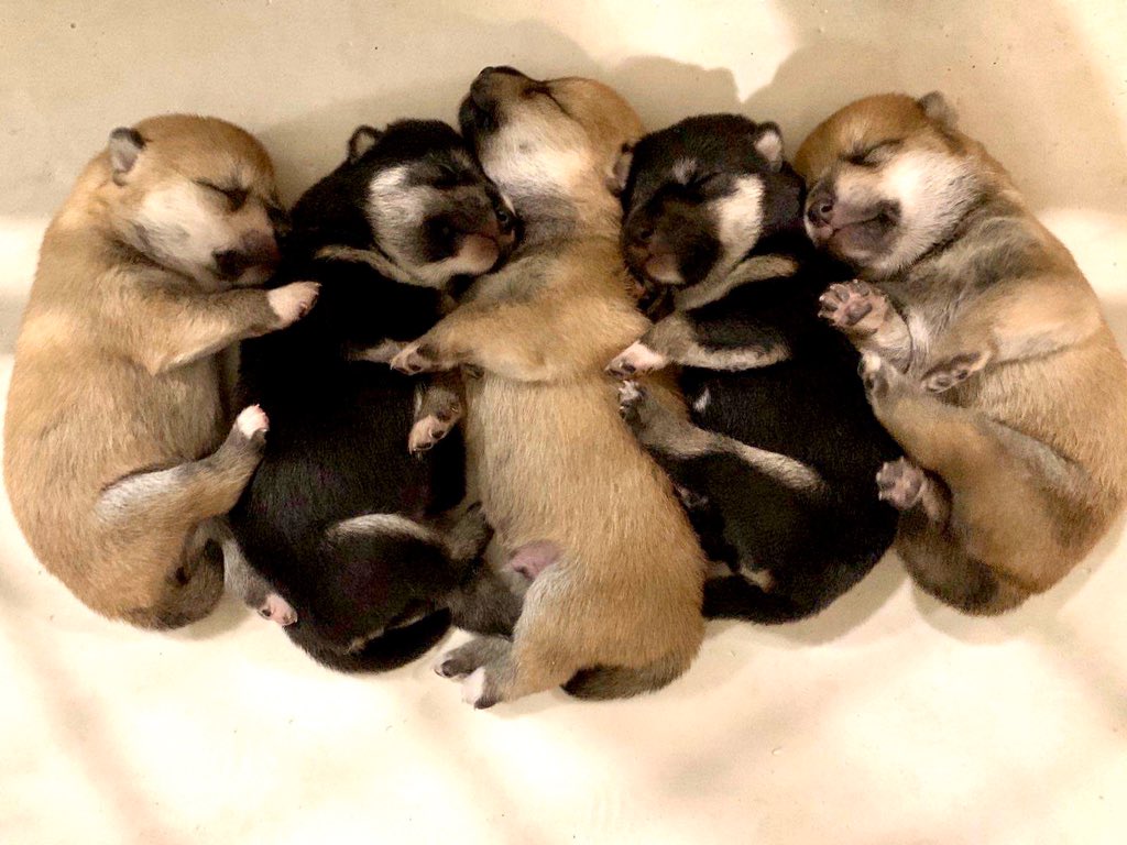 Black Baby Shiba Inu