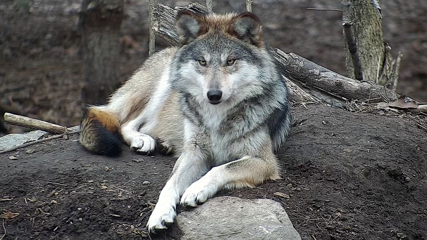 Beautiful Grey Wolf