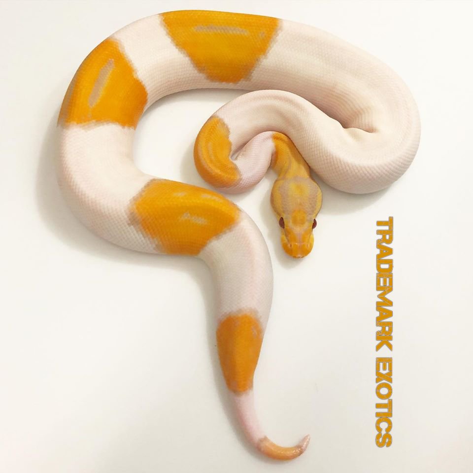 Pastel Piebald Ball Python