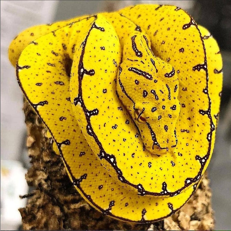 Purple Tree Python