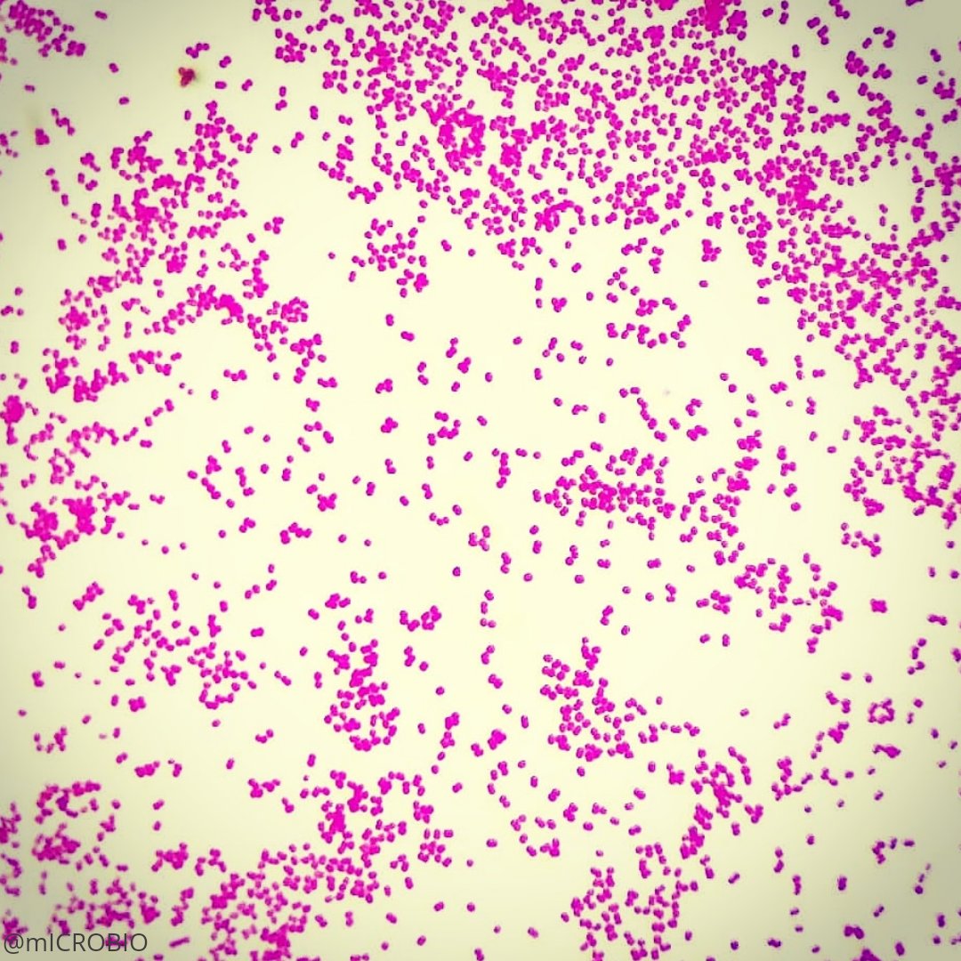 Acinetobacter Baumannii Gram Stain