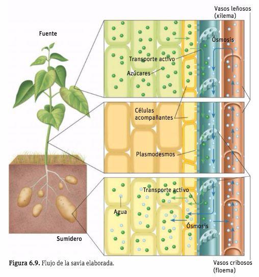zaudējumi Ti Tropu que es la savia bruta de las plantas horizonts ...