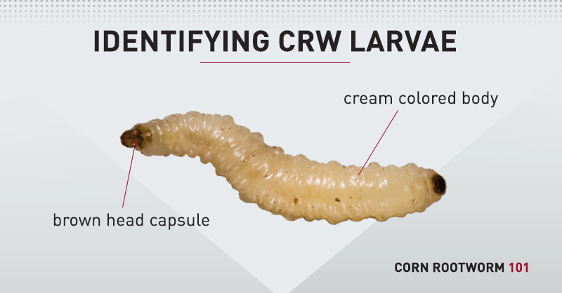 Corn Rootworm Larvae