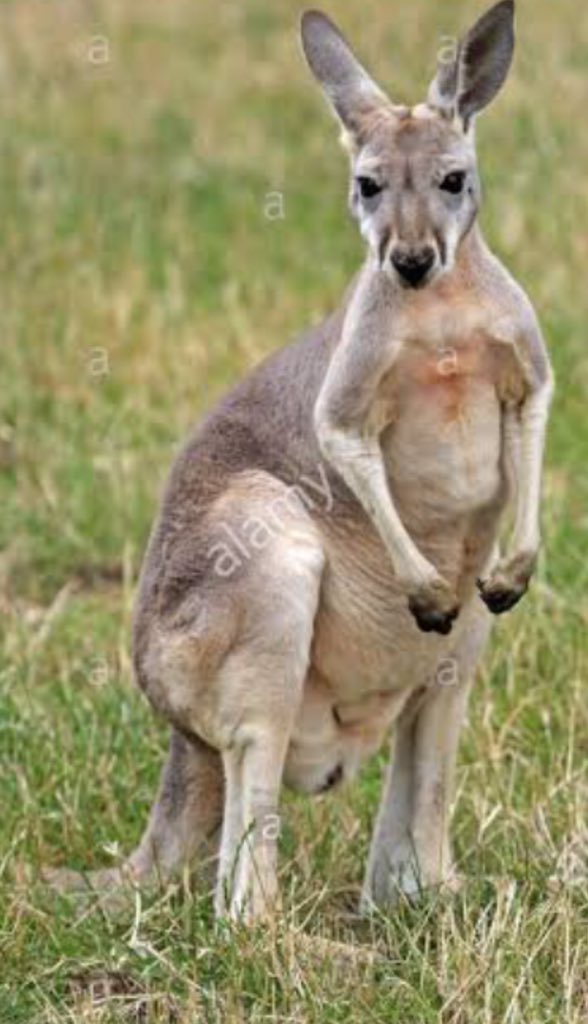 Kangaroo Hands