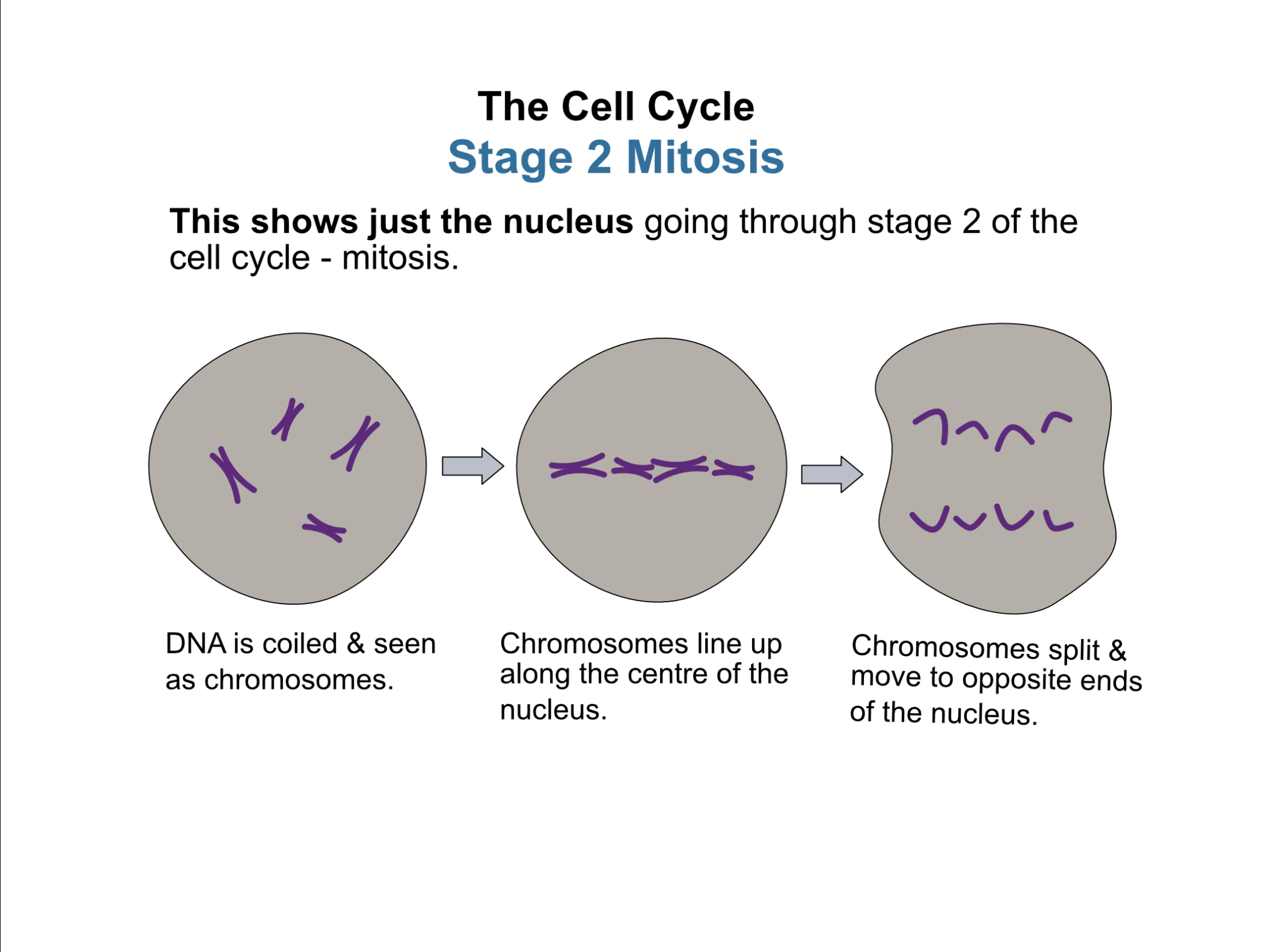 Two Cell Stage