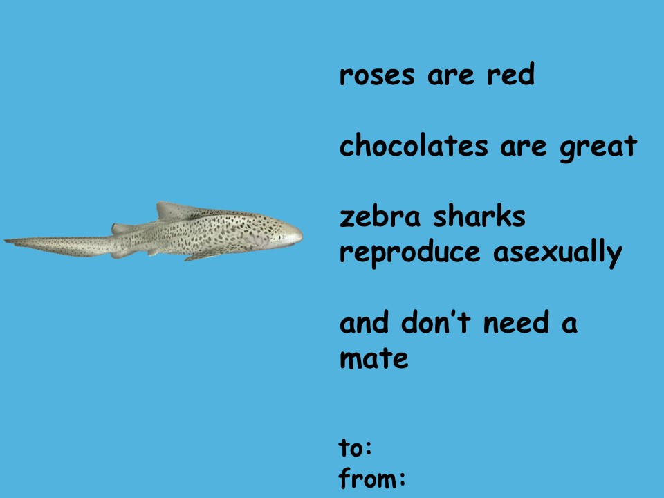 Parthenogenesis Shark