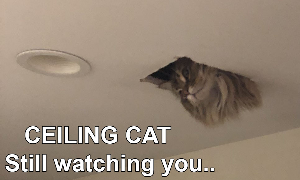 Ceiling Cat Is Watching You