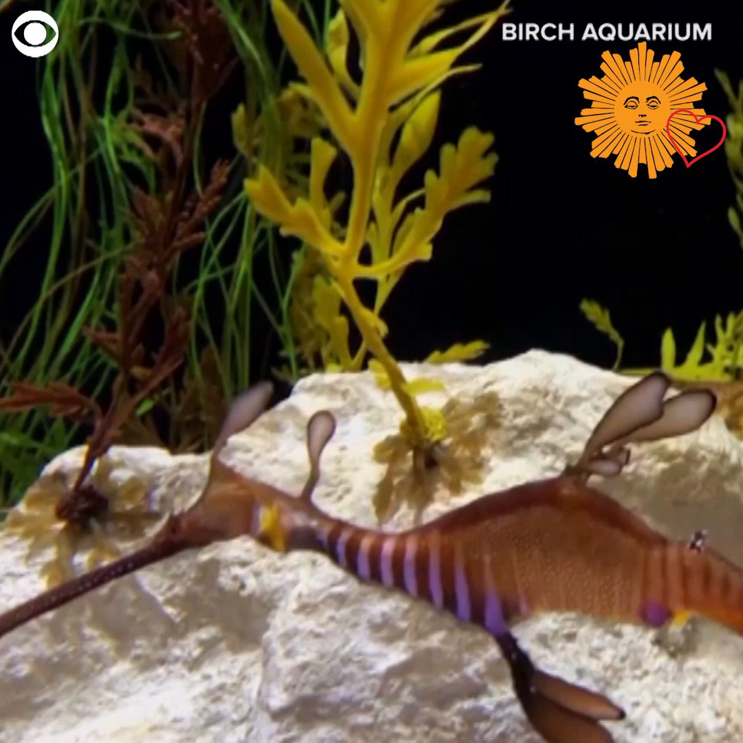 Two rare weedy sea dragons were born at San Diego's Birch Aquarium ...
