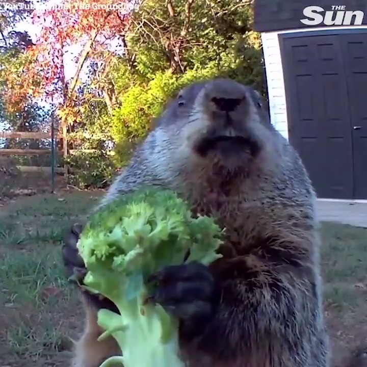 Groundhog Eating