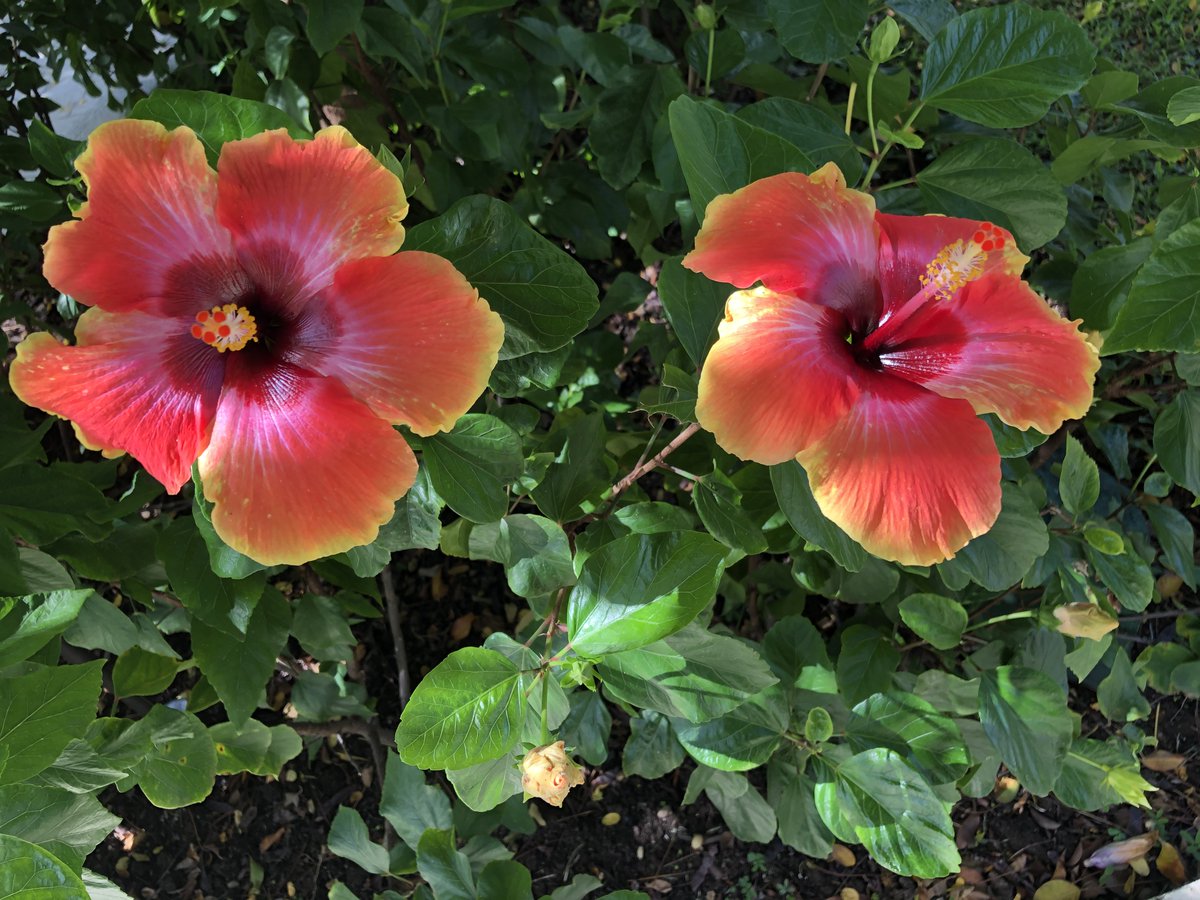 Picture Of St Lucia National Flower | Best Flower Site