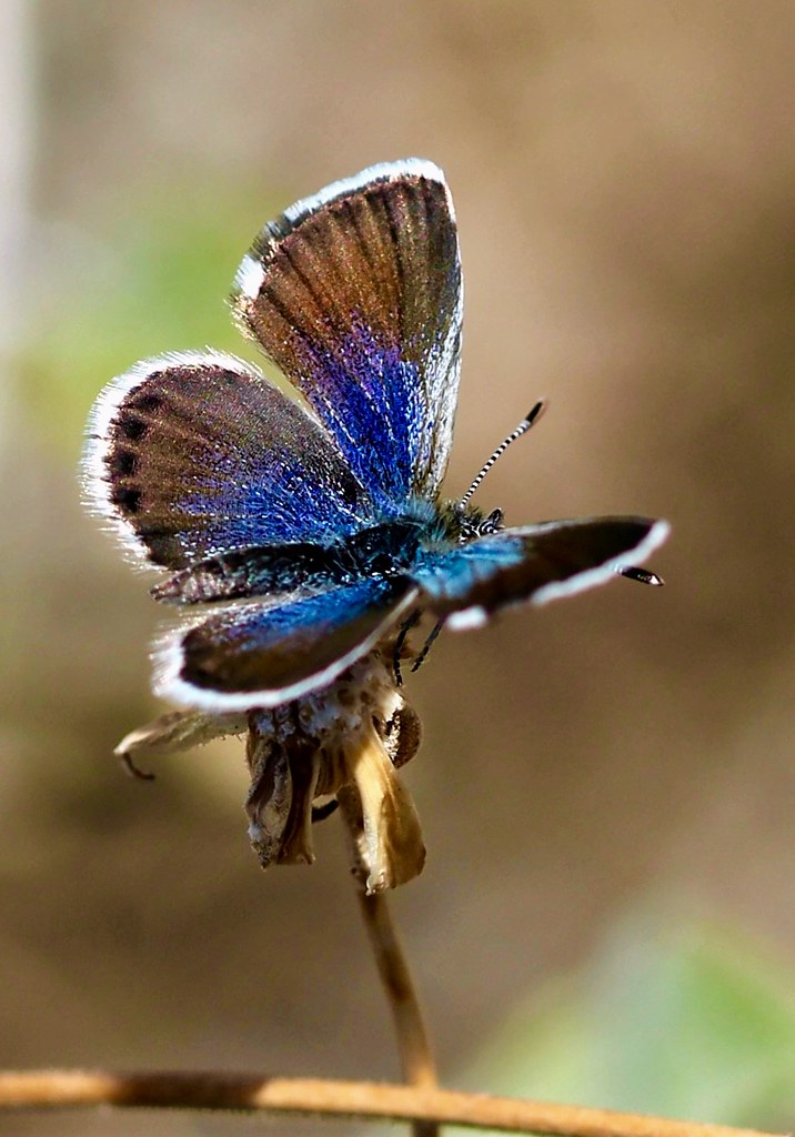 Western Pygmy Blue Butterfly