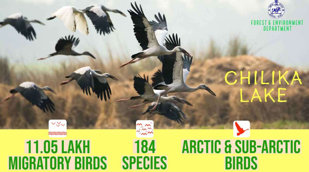 Chilika Lake Birds