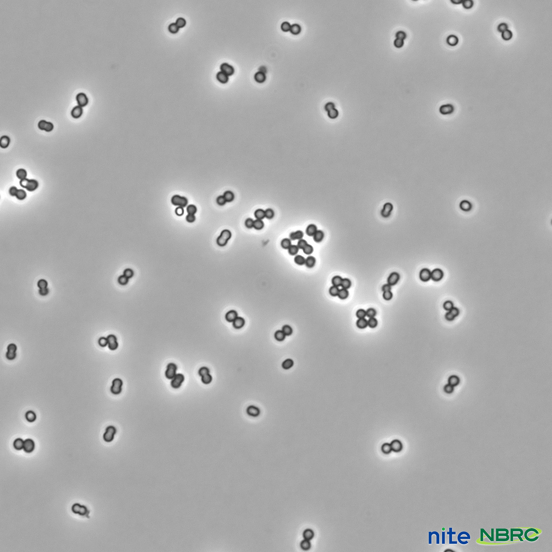 Tetragenococcus Halophilus 味噌 _ 味噌 乳酸菌 種類 – AFVSS